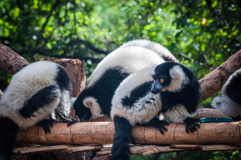 Faune et Flore - Voyage Tourisme Madagascar
