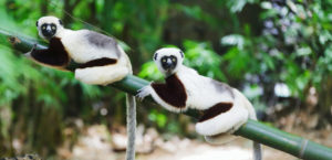 The lemur, an emblematic species of Madagascar – Voyage Tourisme Madagascar