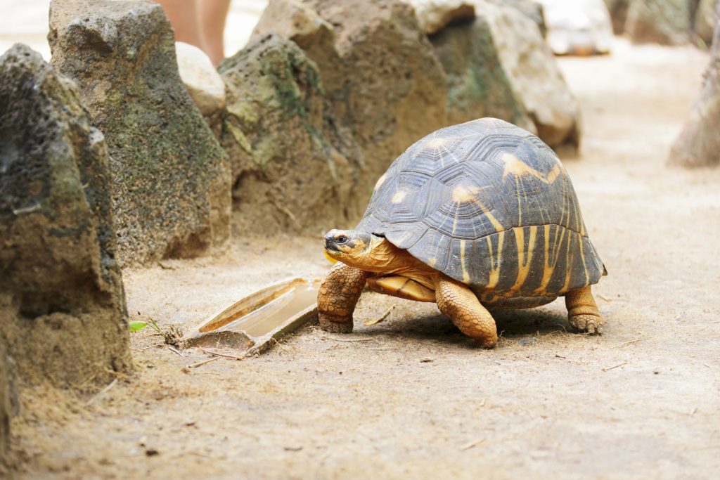 Plunge with the turtles of Madagascar ! - Voyage Tourisme Madagascar