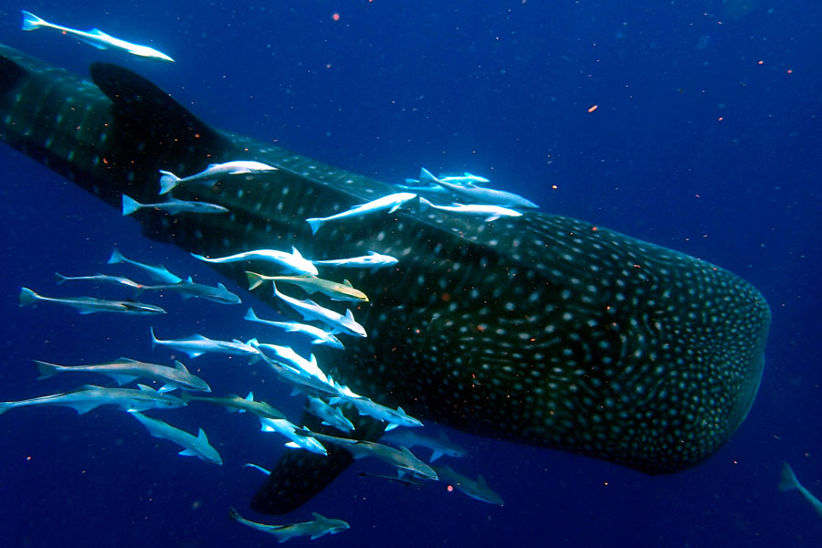 Madagascar, un hotspot pour l'observation des requins baleines - Voyage ...