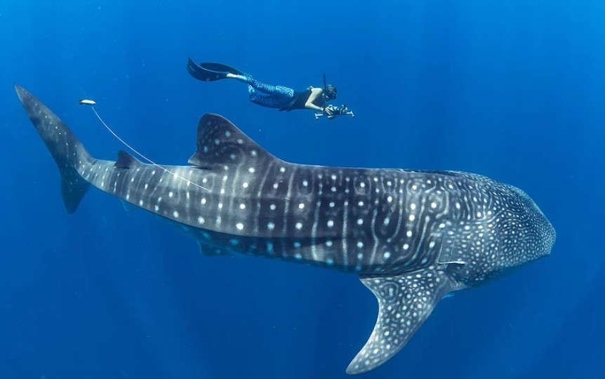 Nosy-Be, des séjours scientifiques pour observer les requins baleines ...