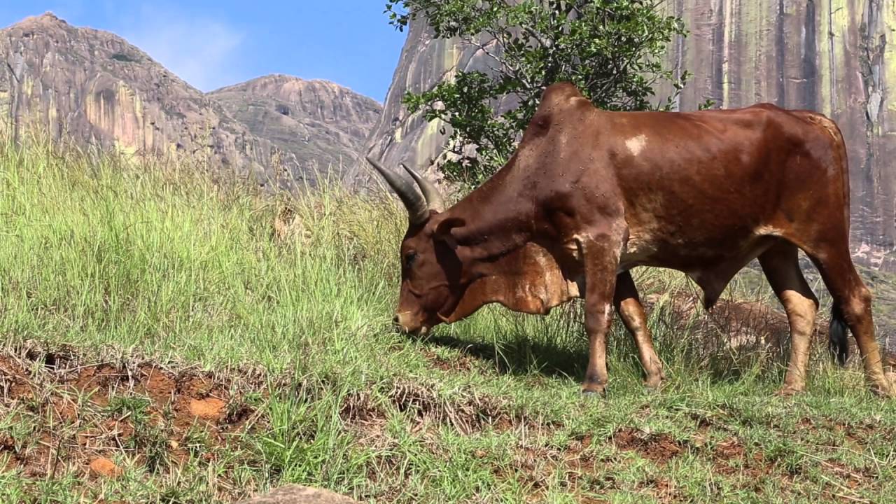 Le zébu de Madagascar à l'honneur sur la chaîne franco-allemande ARTE ...