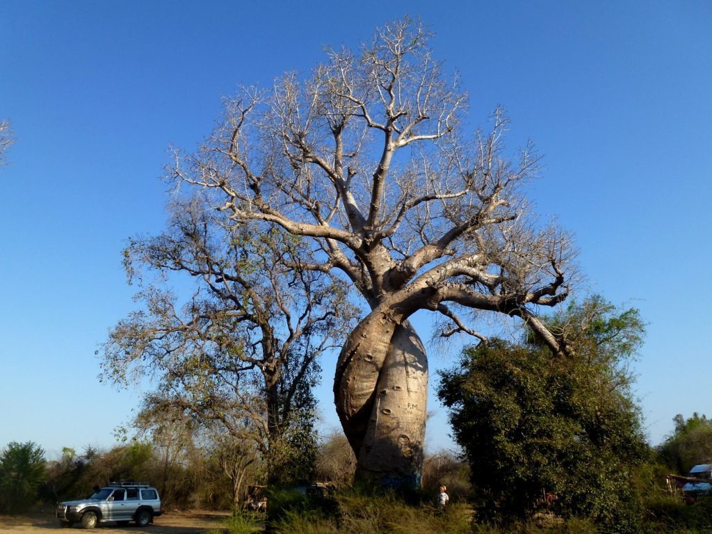 A Madagascar, découvrez un arbre fascinant: le baobab amoureux ...