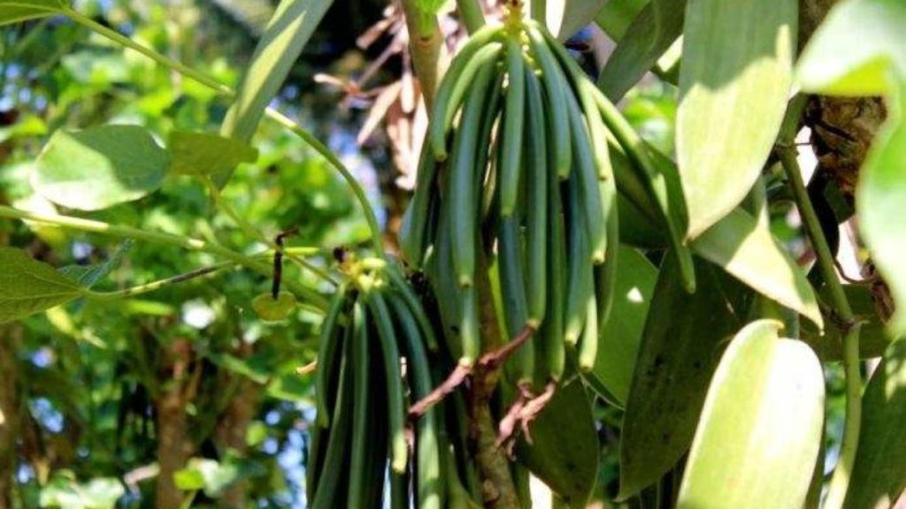 plantations de vanille sur terrain reboisé pour préserver la forêt ...