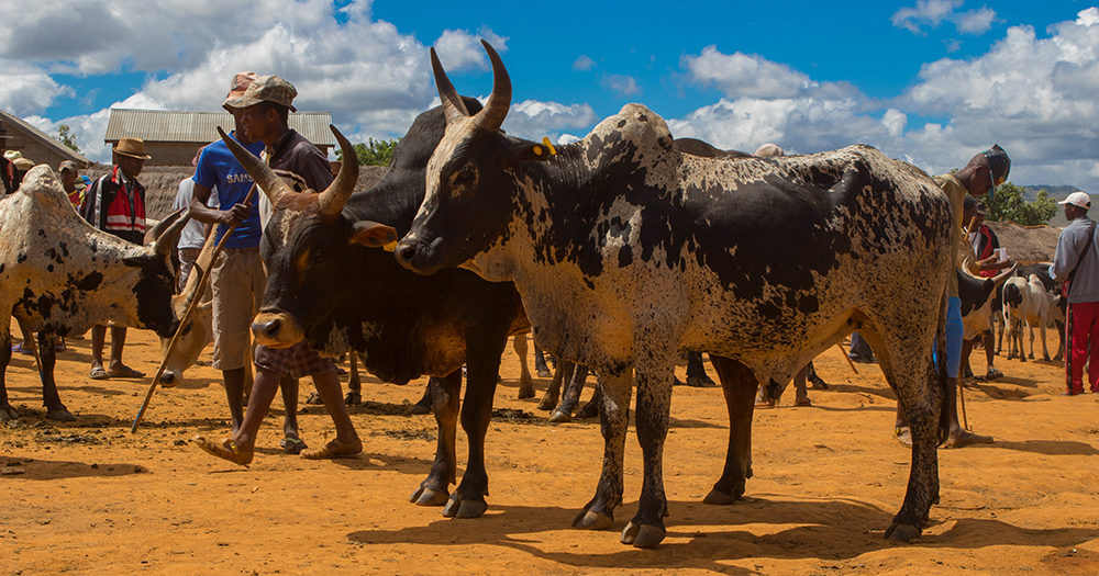 Le Malagasy et le Zébu, c’est toute une histoire ! - Voyage Tourisme ...