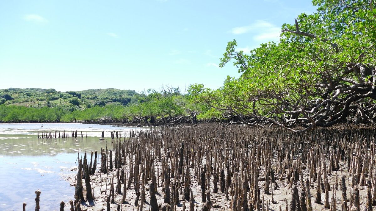 La Baie d’Ambaro officiellement classée « 21ème site Ramsar » de ...